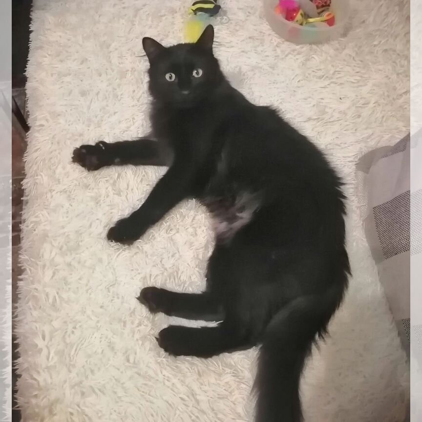 Отдам котика в добрые руки