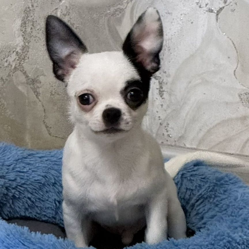 Чихуахуа, щенок