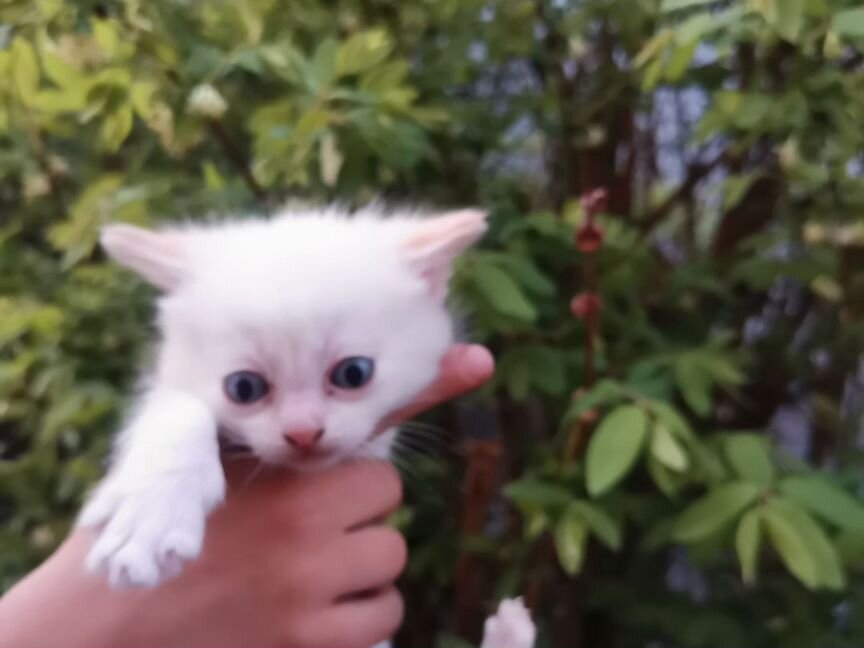 Персидские котята