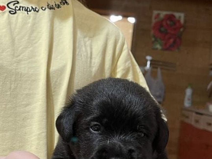 Палевый кобель