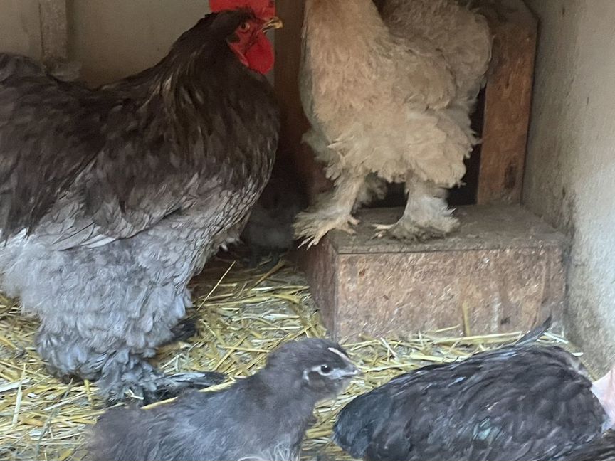 Кохинхин яйца, цыплята