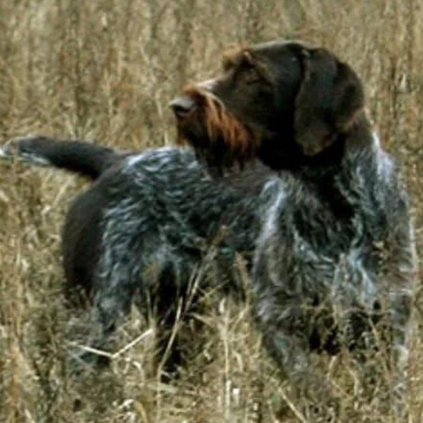 Кобель дратхаар