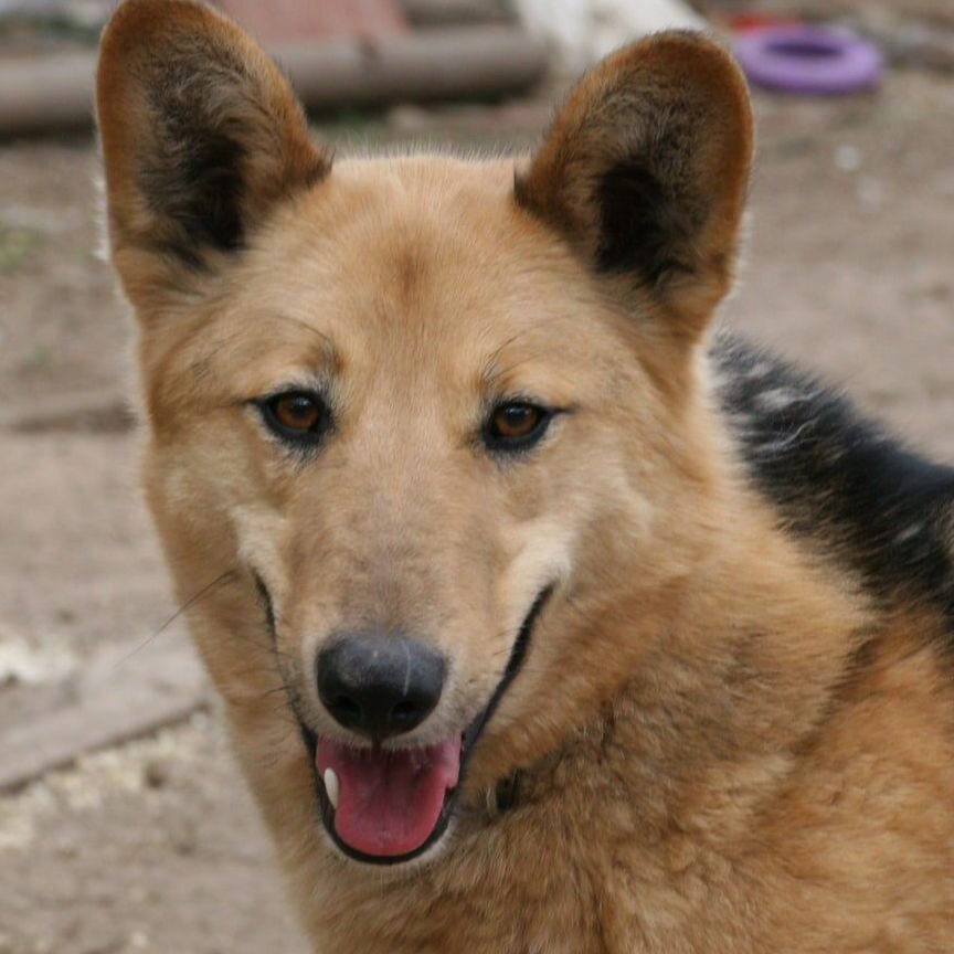 Собака в добрые руки