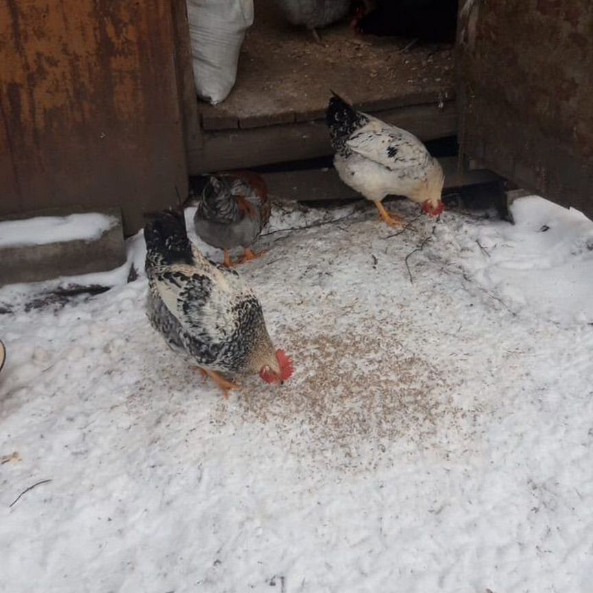 Подам молодых петухов