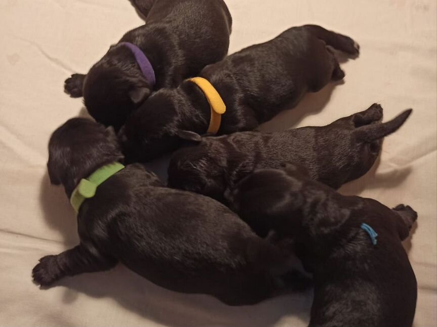 Цвергшнауцер