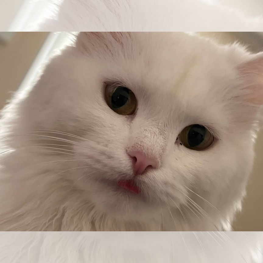 Сибирская кошка, взрослая