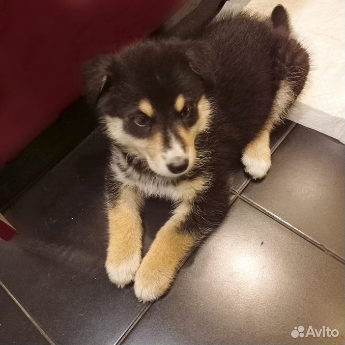 Щенок маламута (метис)