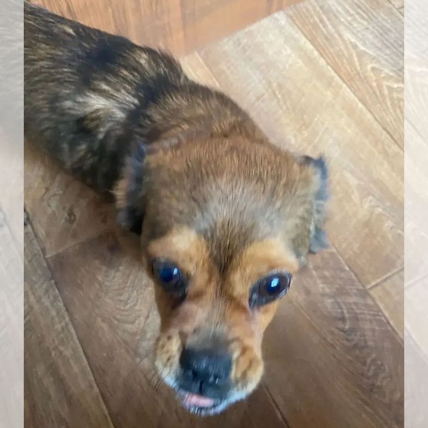 Взрослая собака в добрые руки