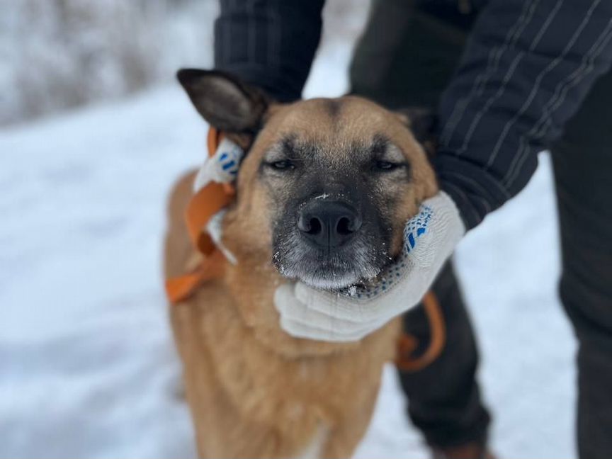 Умный пёс Тоби тоскует в приюте