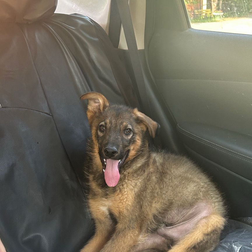 Мальчик 3,5 месяца помесь с немцем