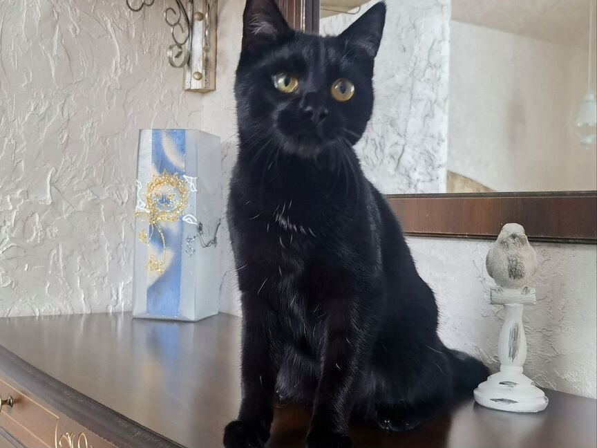 Добрый малыш в добрые руки