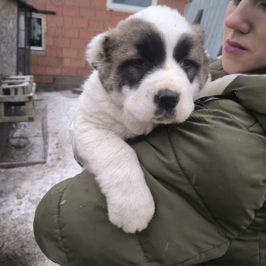 Среднеазиатская овчарка, щенок