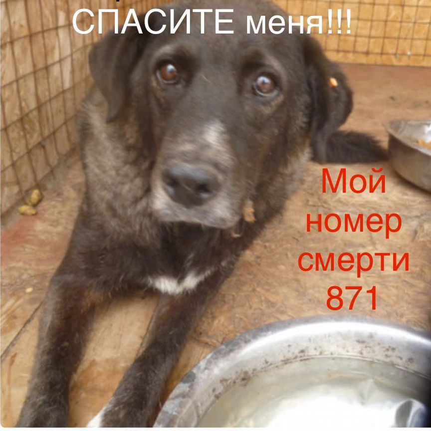 Собака в добрые руки
