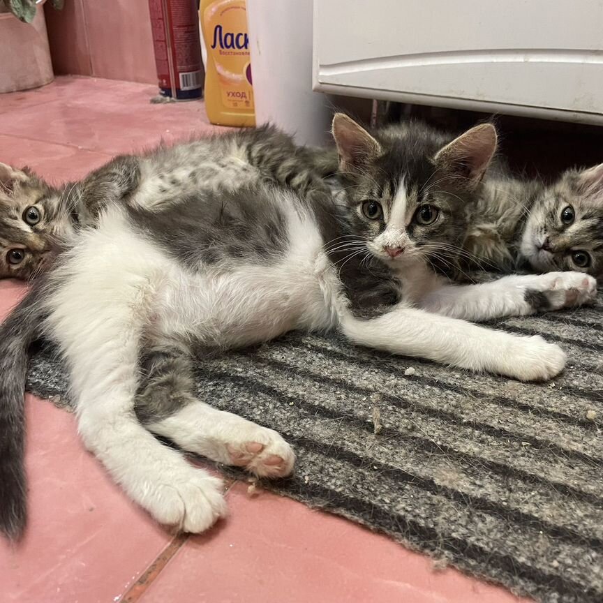 Котята