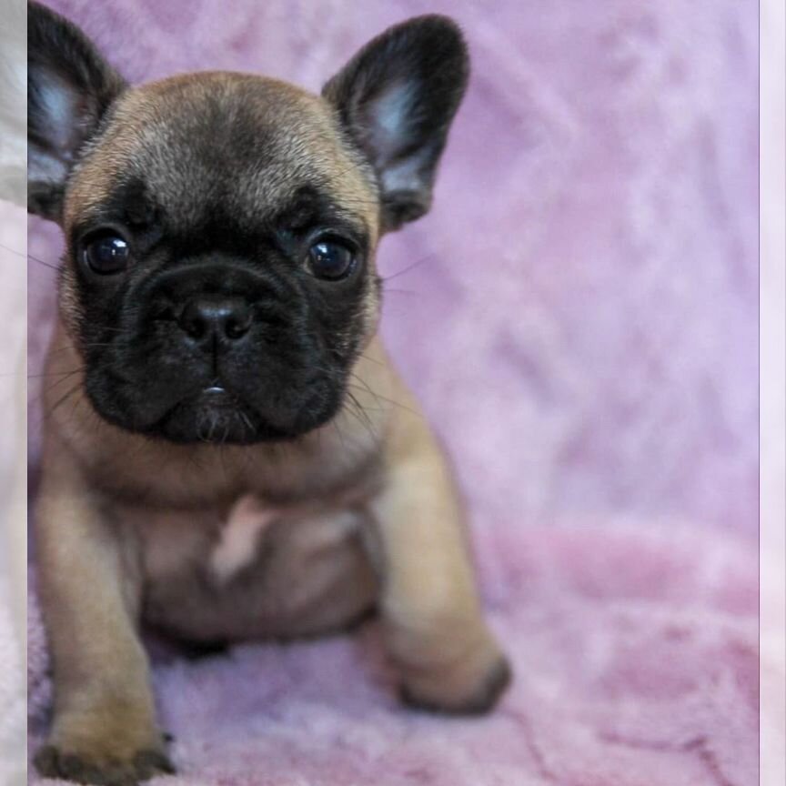 Щенки француского бульдога