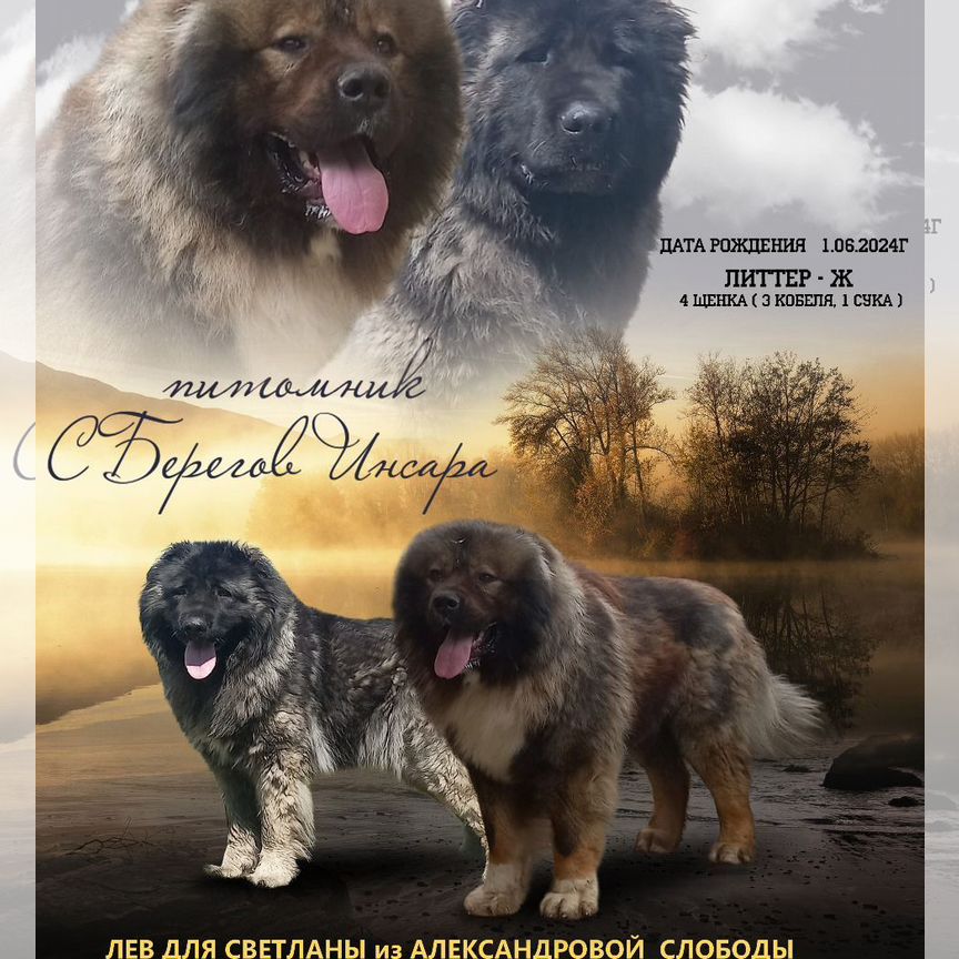 Кавказская овчарка продажа щенков