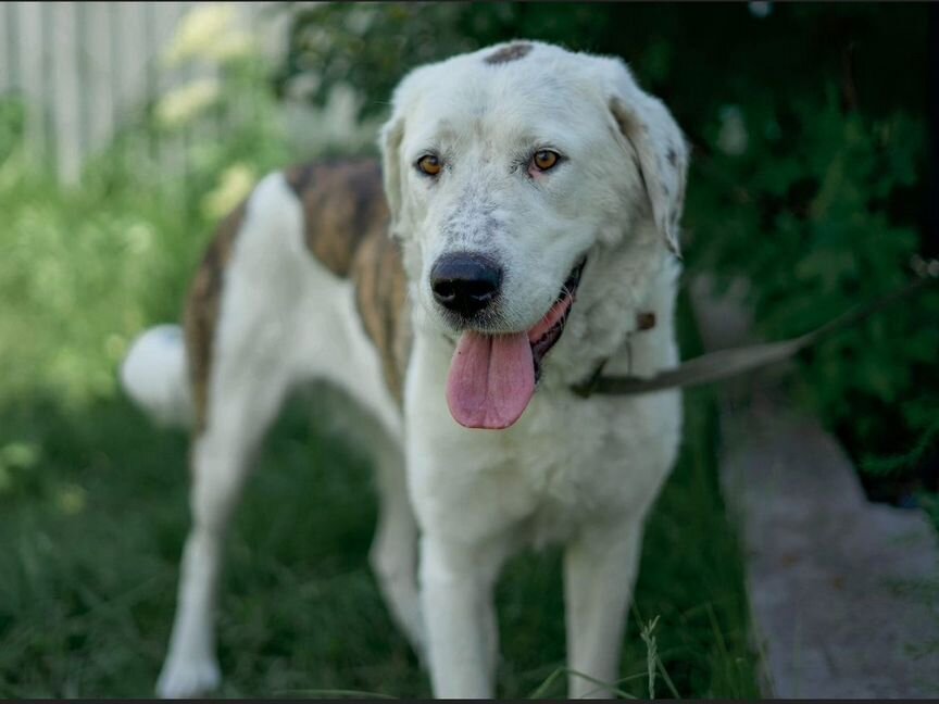 Крупная умная девочка спасена из отлова