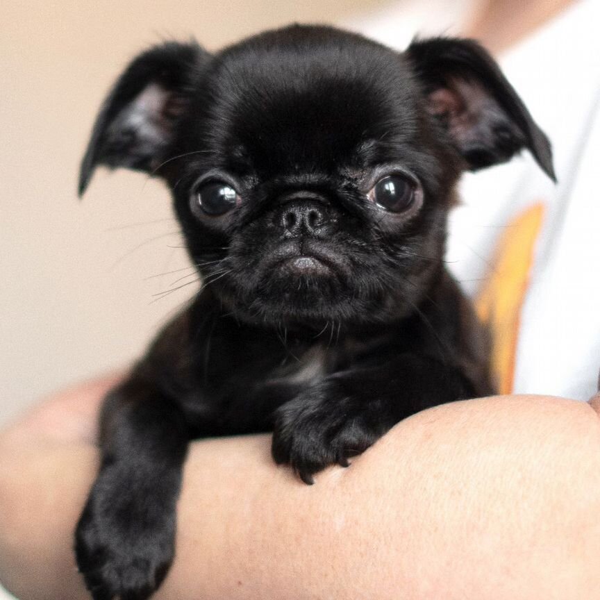 Пти брабансон