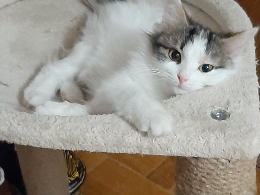 Маня ищет дом