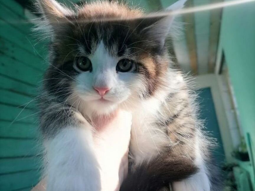 Котята мейн-кун