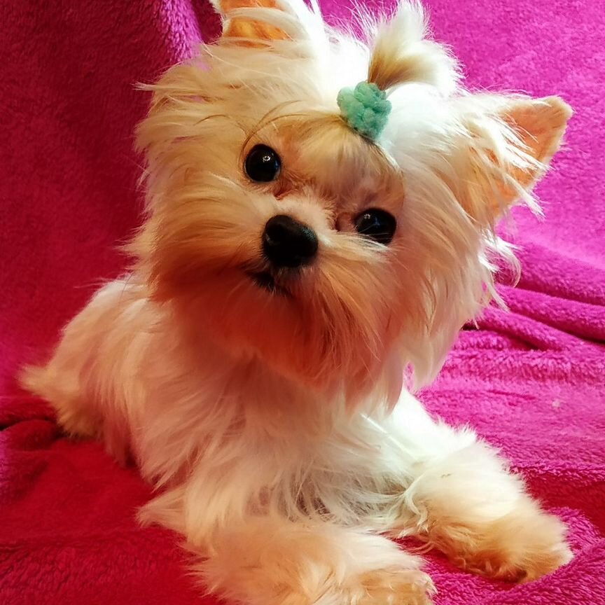 Маленький гномик