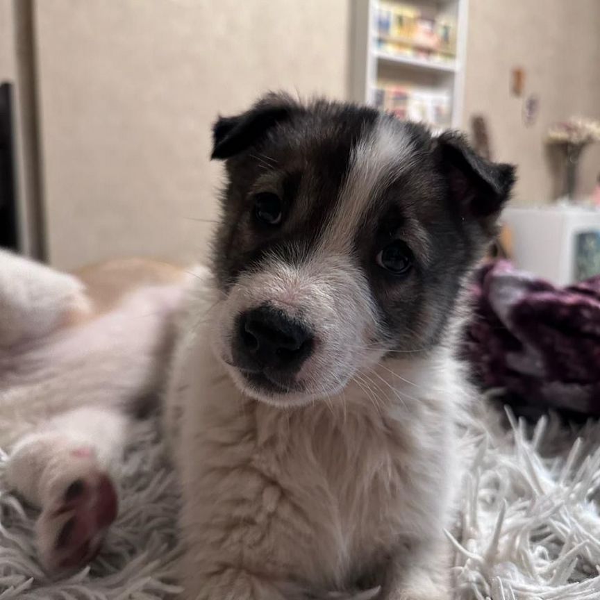 Щенок в добрые руки