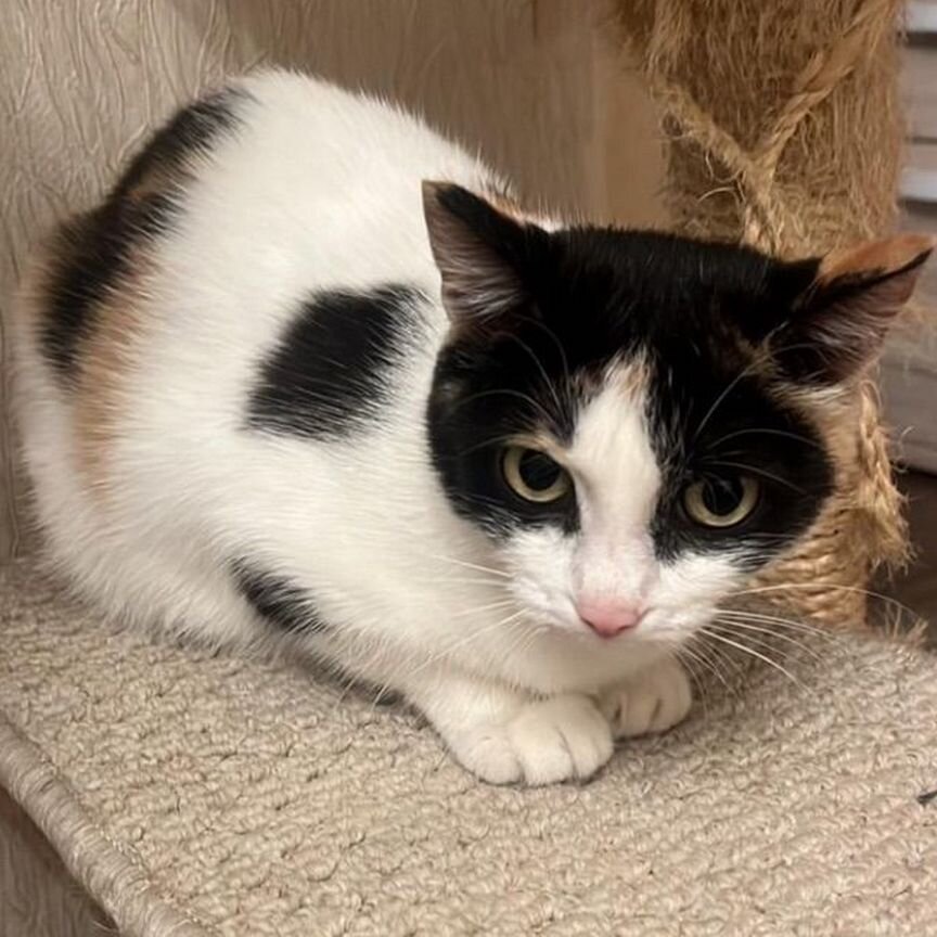 Кошка