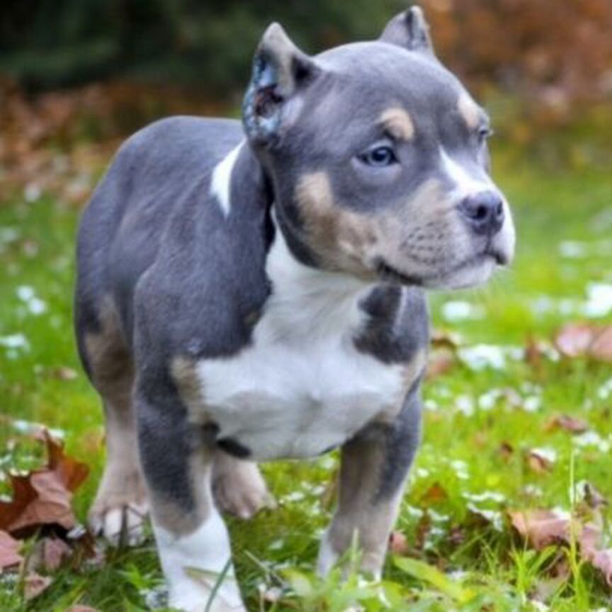 Американский булли, щенок