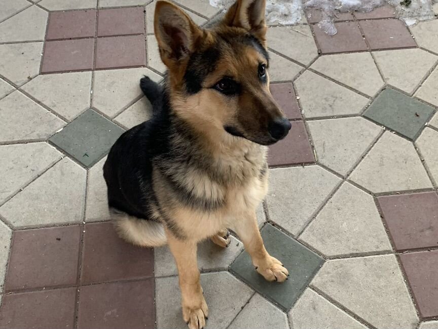 Овчарка сука 8мес бесплатно