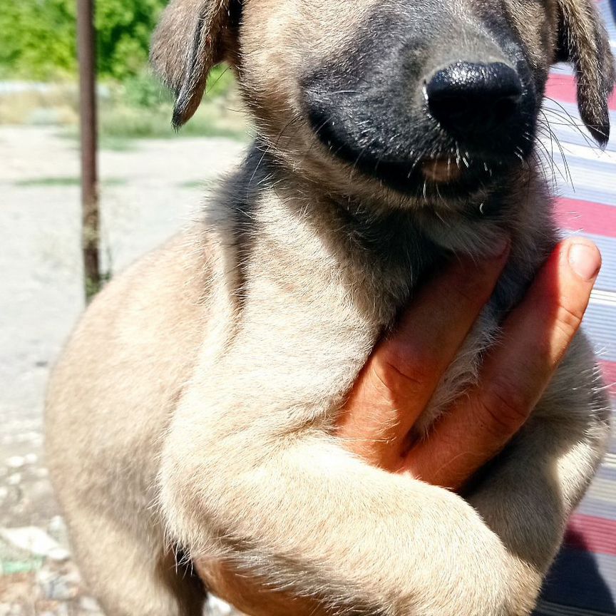 Щеночек,милашка,3 месяца