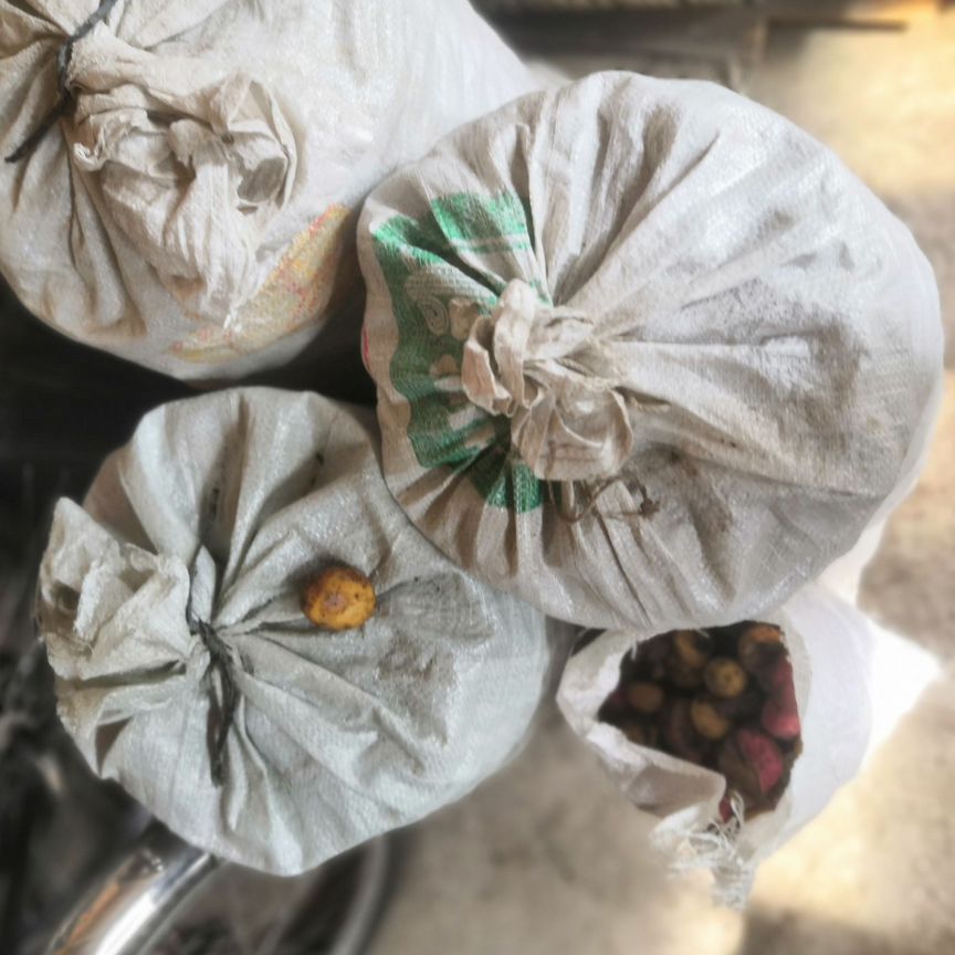 Картофель мелкий на корм скоту