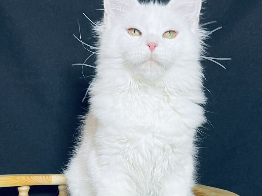 Белая кошка мейн кун