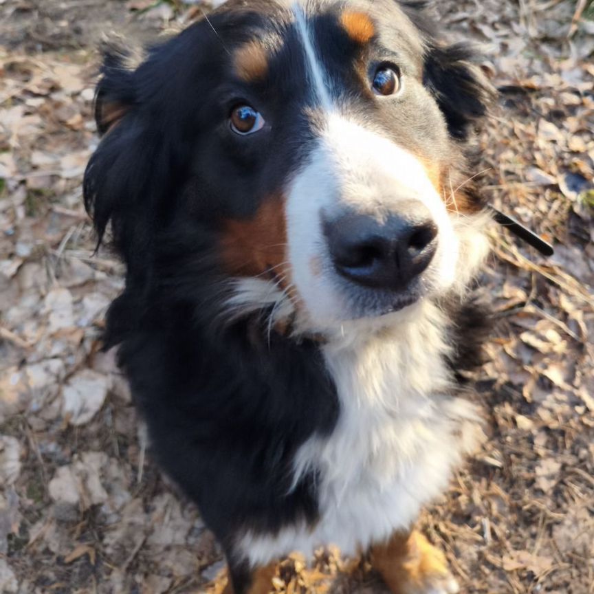 Собачья шерсть 800 грамм Бернский зенненхунд