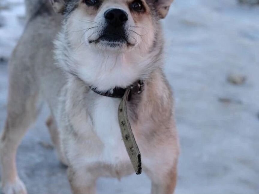 Тихонн мелкаш кастрирован