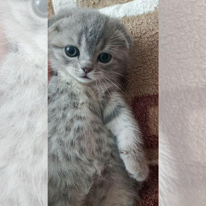 Шотландский вислоухий короткошёрстный котёнок