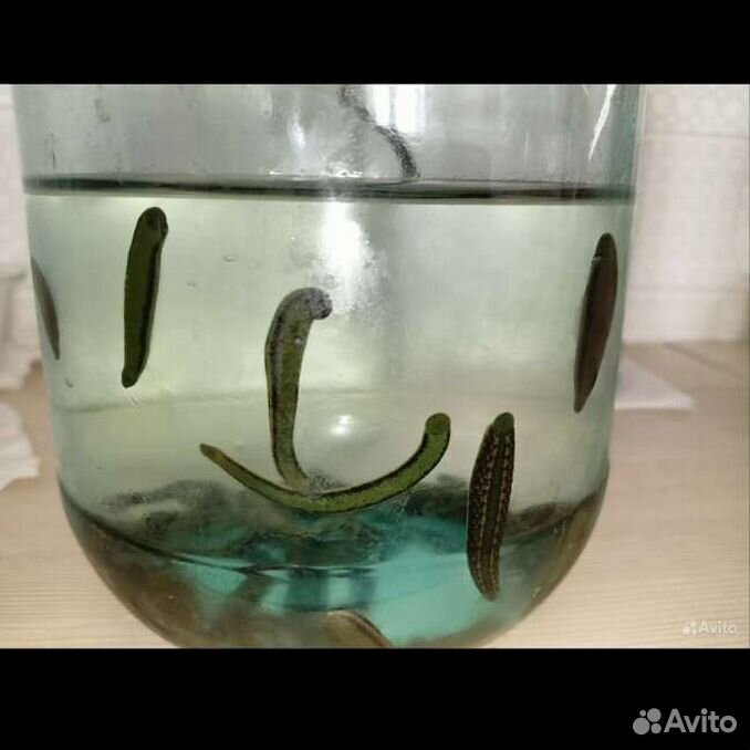 Пиявки медицинские