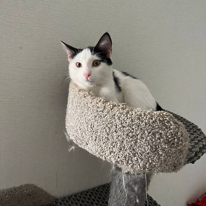 Котенок привитый ласкун