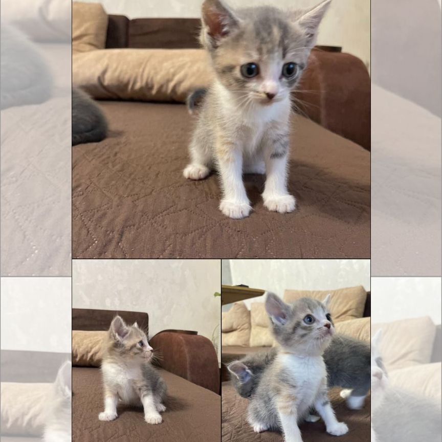 Котёнок в добрые руки