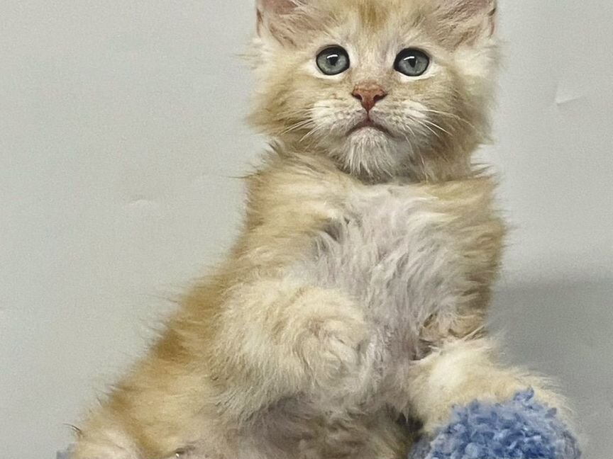 Котята мейн-кун