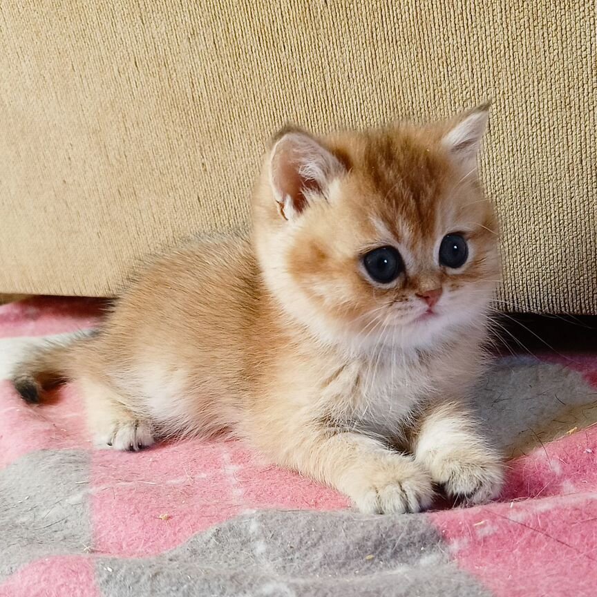 Британский котёнок - мальчик