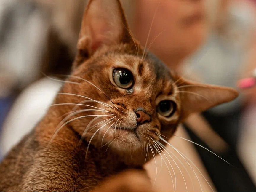Абиссинский кот