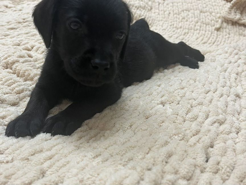 Щенки лабрадора