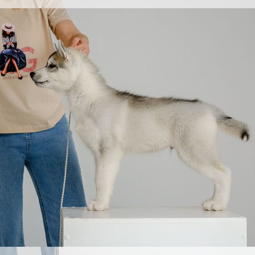 Сибирский хаски, щенок