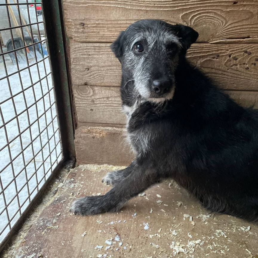 Собака Арфа ищет добрые руки