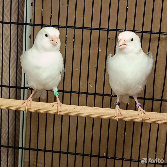 Канарейки жёлтые и белые английские(рецессивные)
