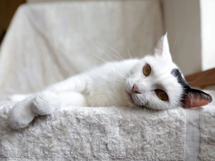 Кошка в дар