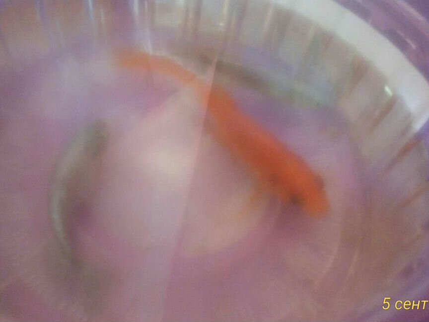 Аквариумные рыбки