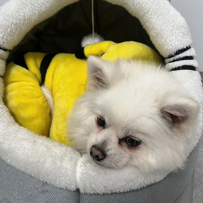 Домик для кошек и собак