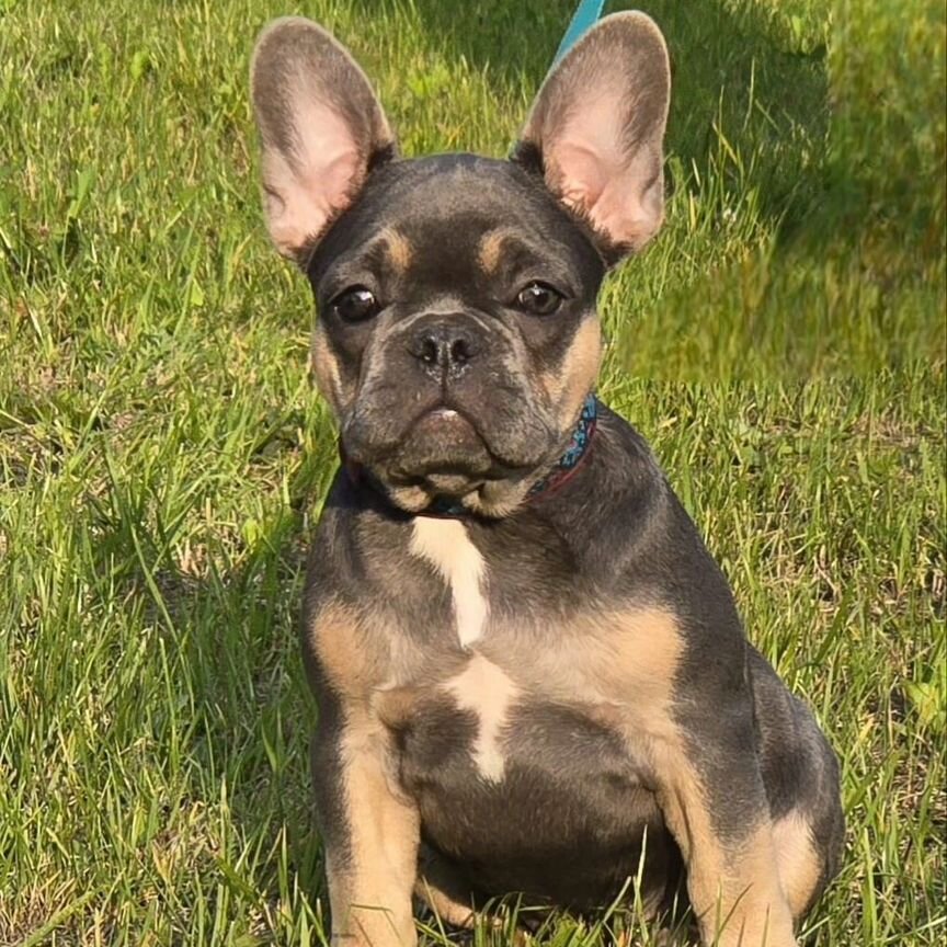 Французский бульдог щенки голубой подпал