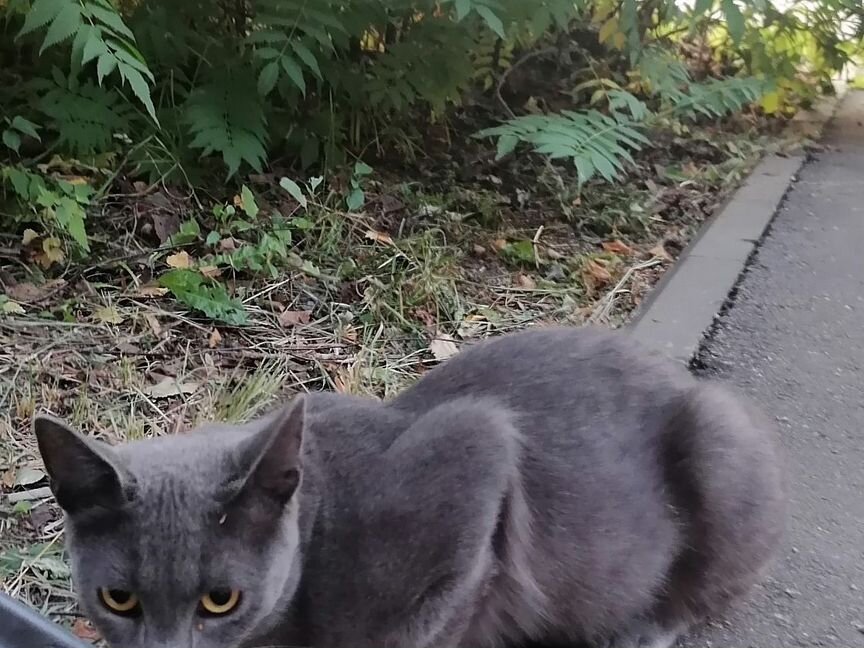 Котик